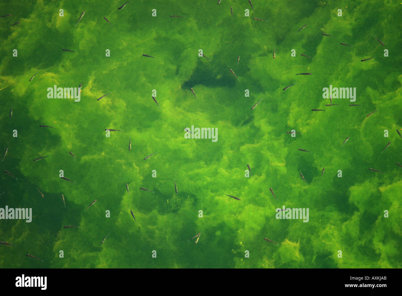 Green texture of pond bottom with fishes Stock Photo - Alamy