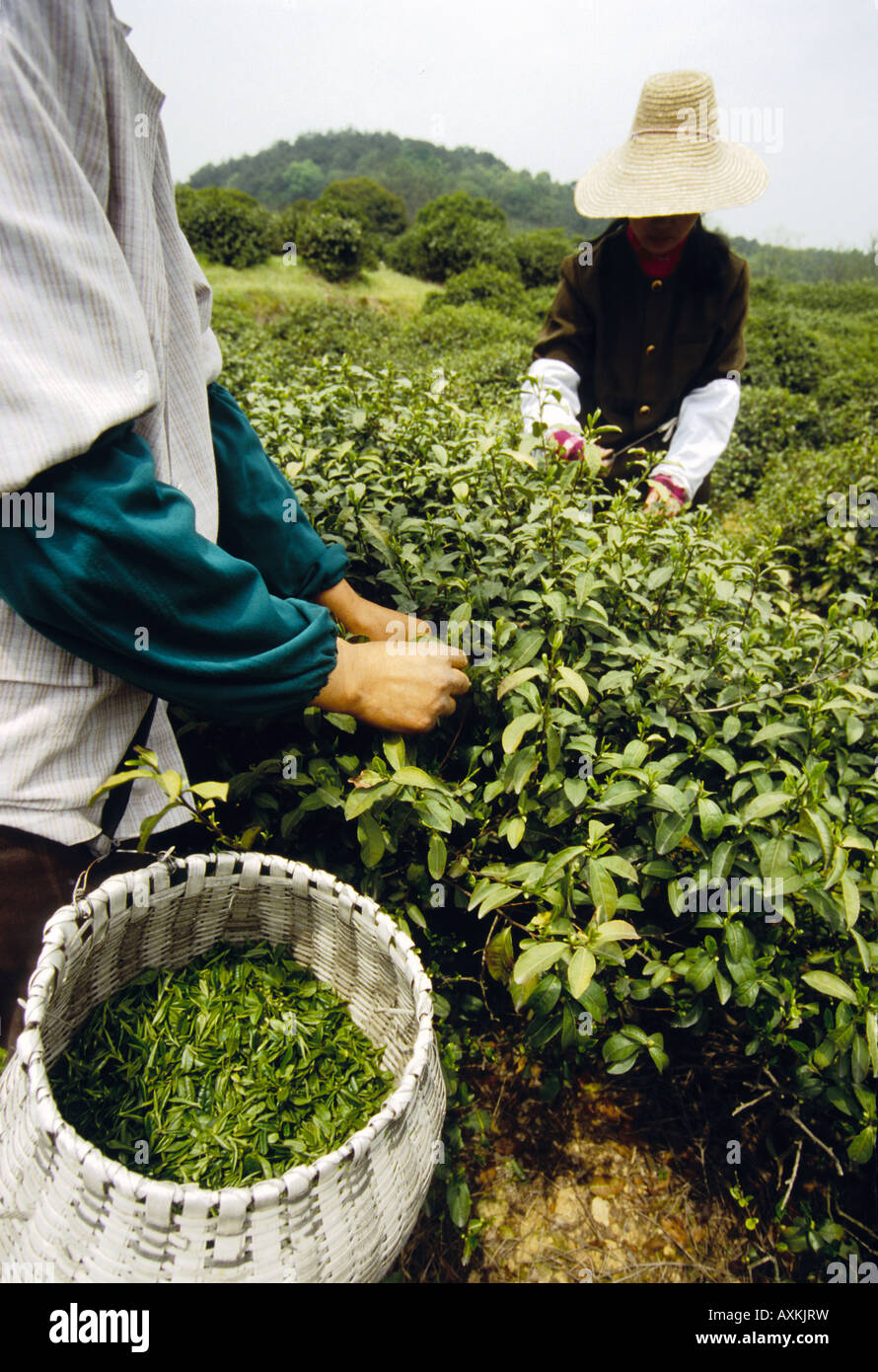 Women field workers picking tea leaves on Hangzhou tea farm Stock Photo ...