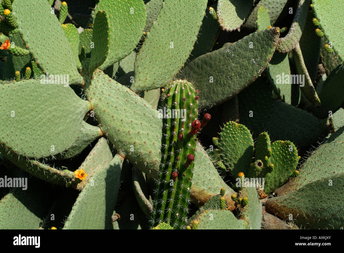 Pointy cactus hi-res stock photography and images - Alamy