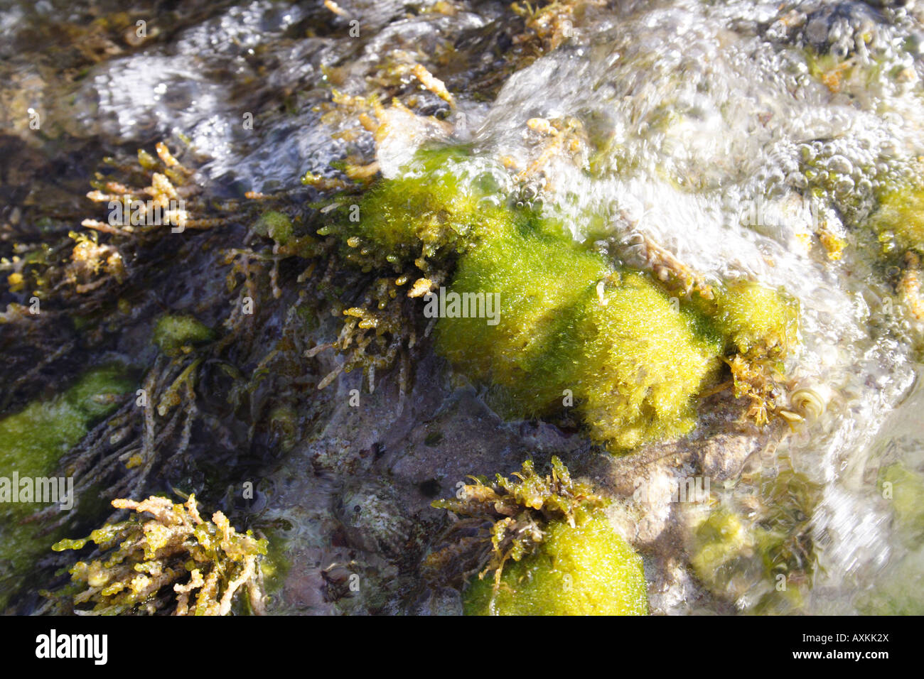 green algae seaweed growing on rocks on the ocean shore Stock Photo - Alamy
