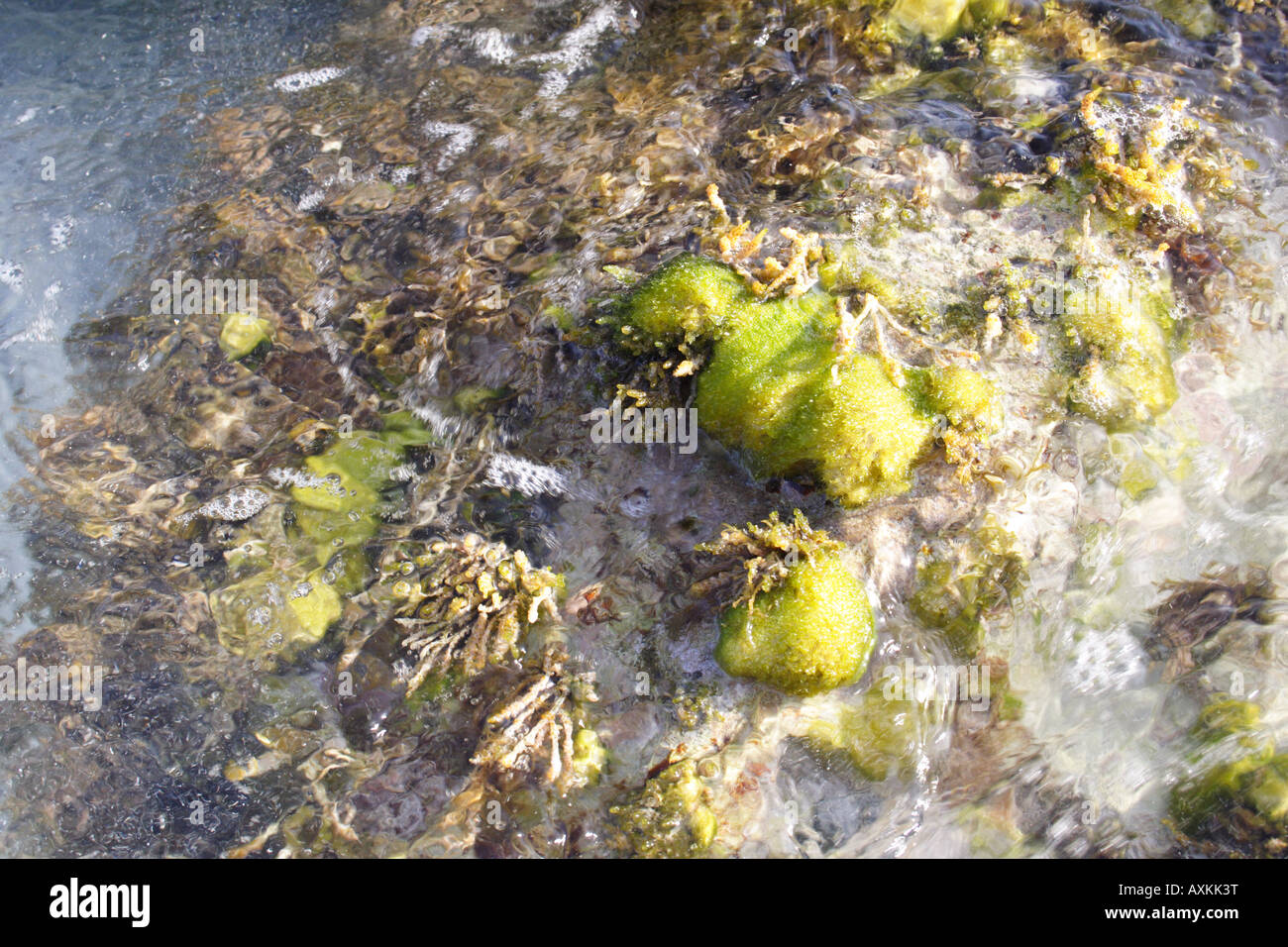 green seaweed algae on rocks on the ocean shore Stock Photo - Alamy