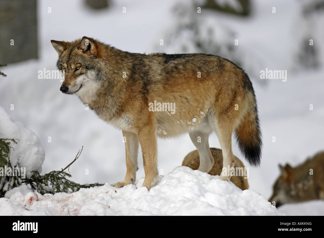 Wolf chasing prey hi-res stock photography and images - Alamy