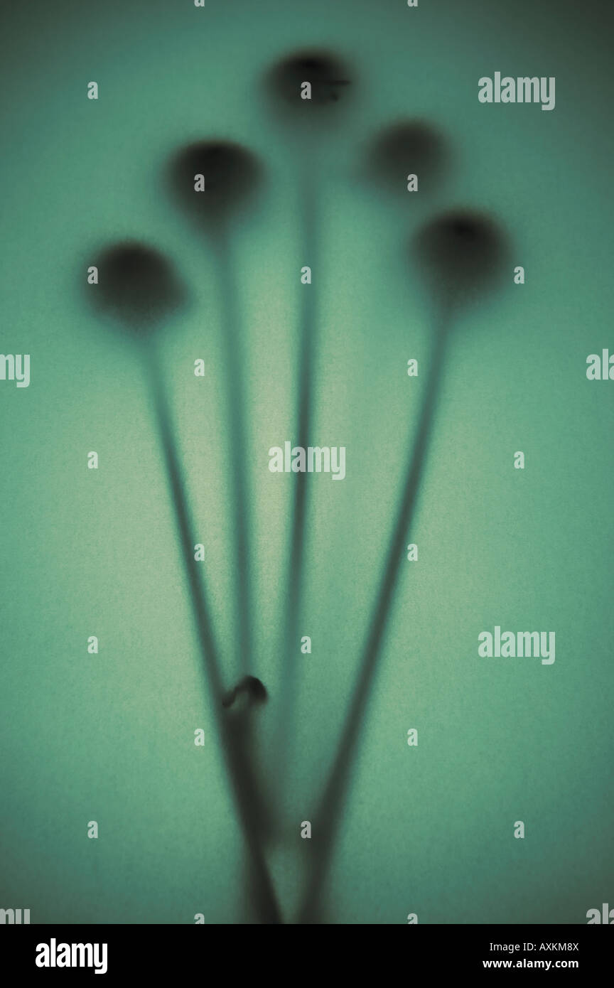 Coneflower (echinacea) stems tinted green Stock Photo - Alamy