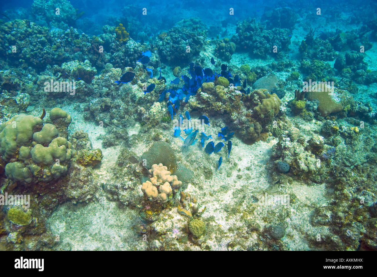 school of blue tang fish near coral reef in caribbean ocean near roatan ...