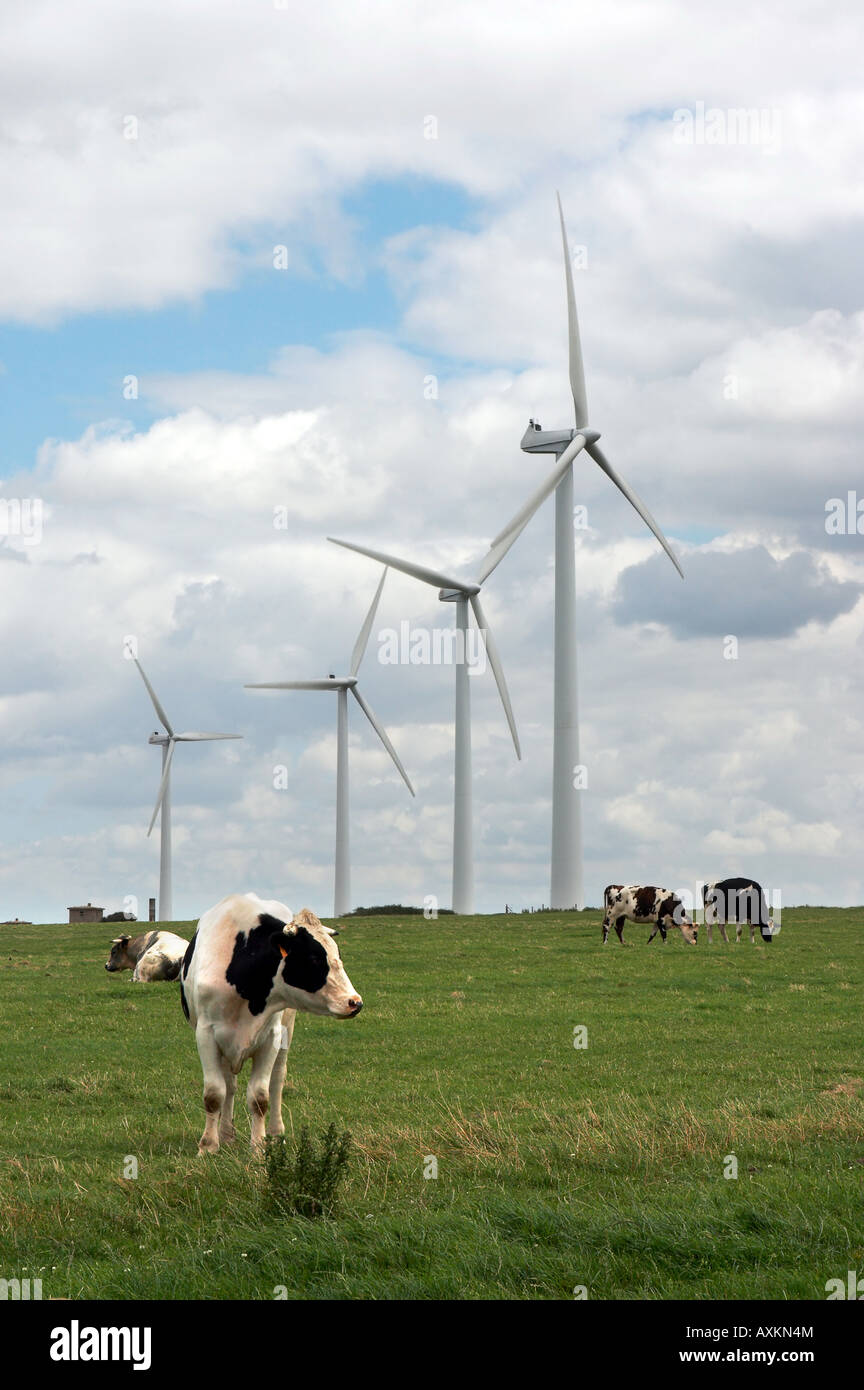 Wind turbine mills in a meadow with cows Stock Photo - Alamy