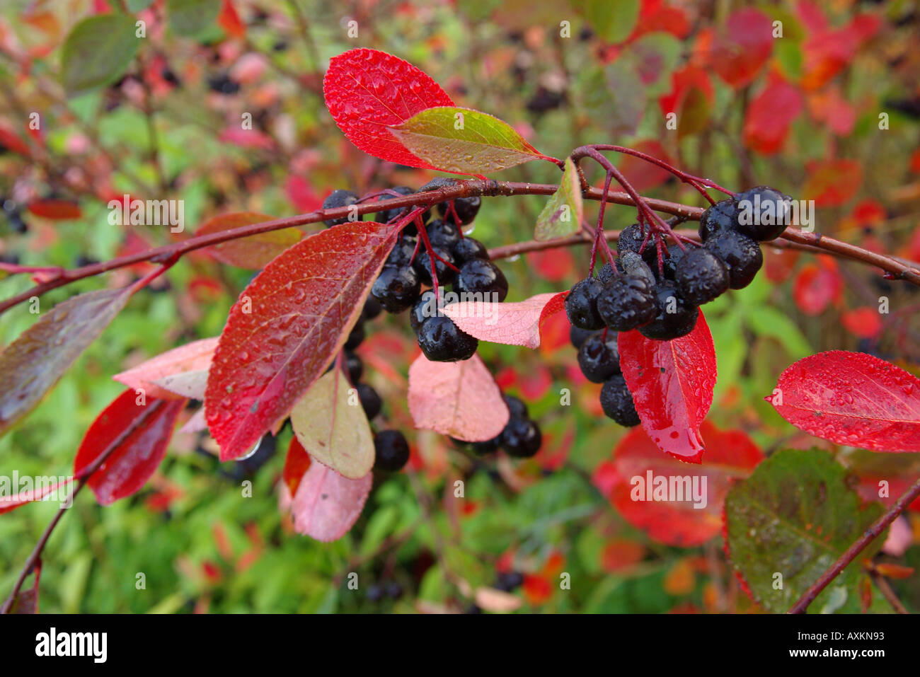 Ashberries hi-res stock photography and images - Alamy