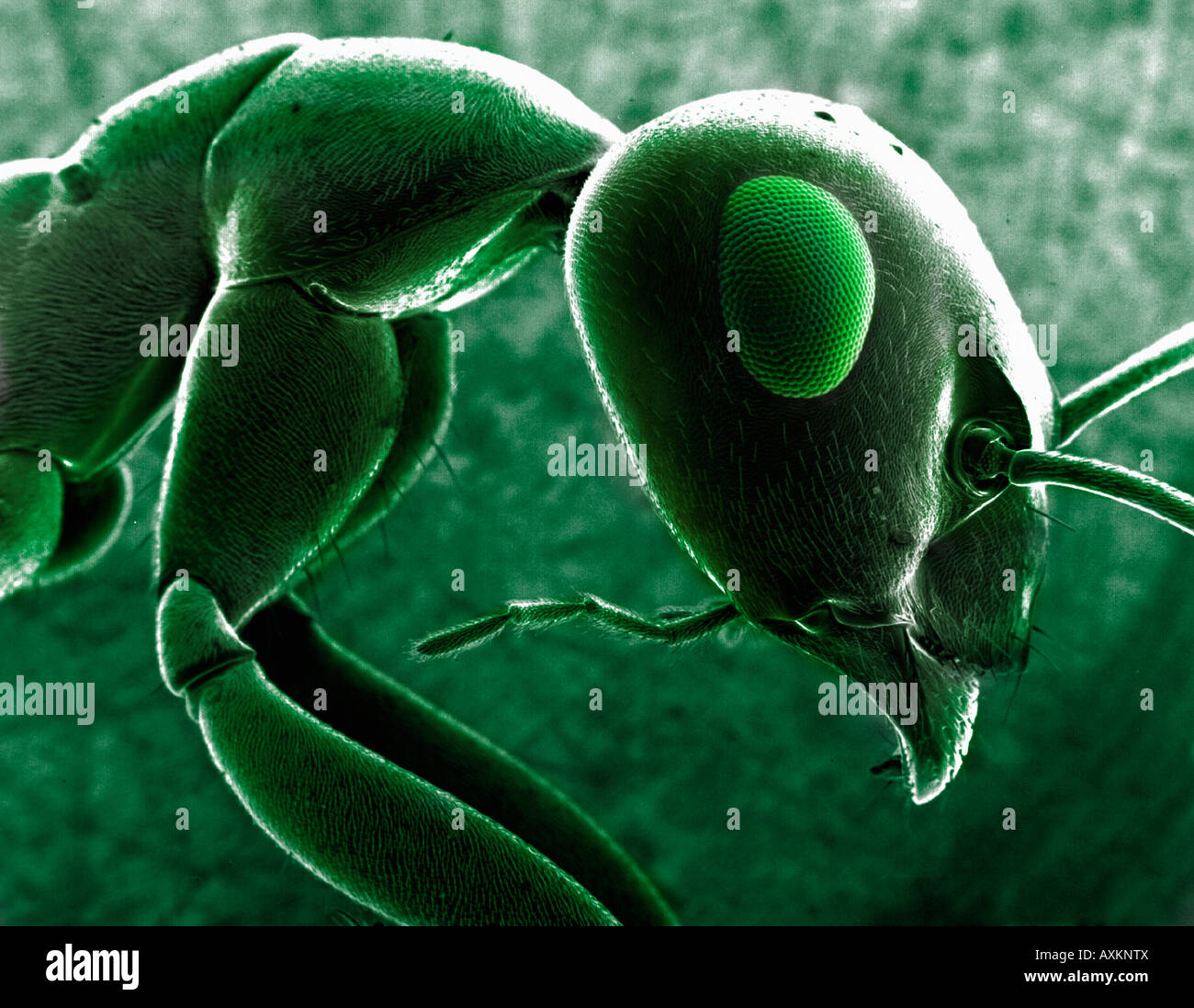 Electron microscope insect ant hi-res stock photography and images - Alamy