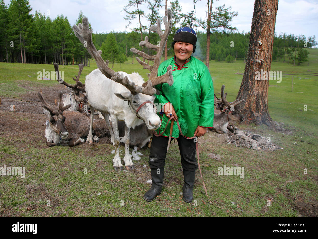 A Tsaatan woman with reindeers Lake Khovsgol Nuur Mongolia Stock Photo ...