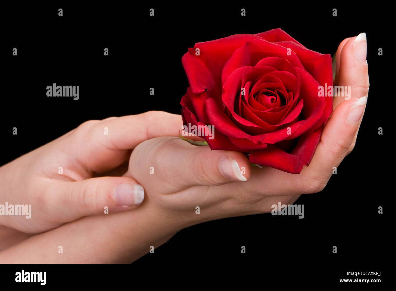 Elegant female hands holding the perfect red rose Stock Photo - Alamy