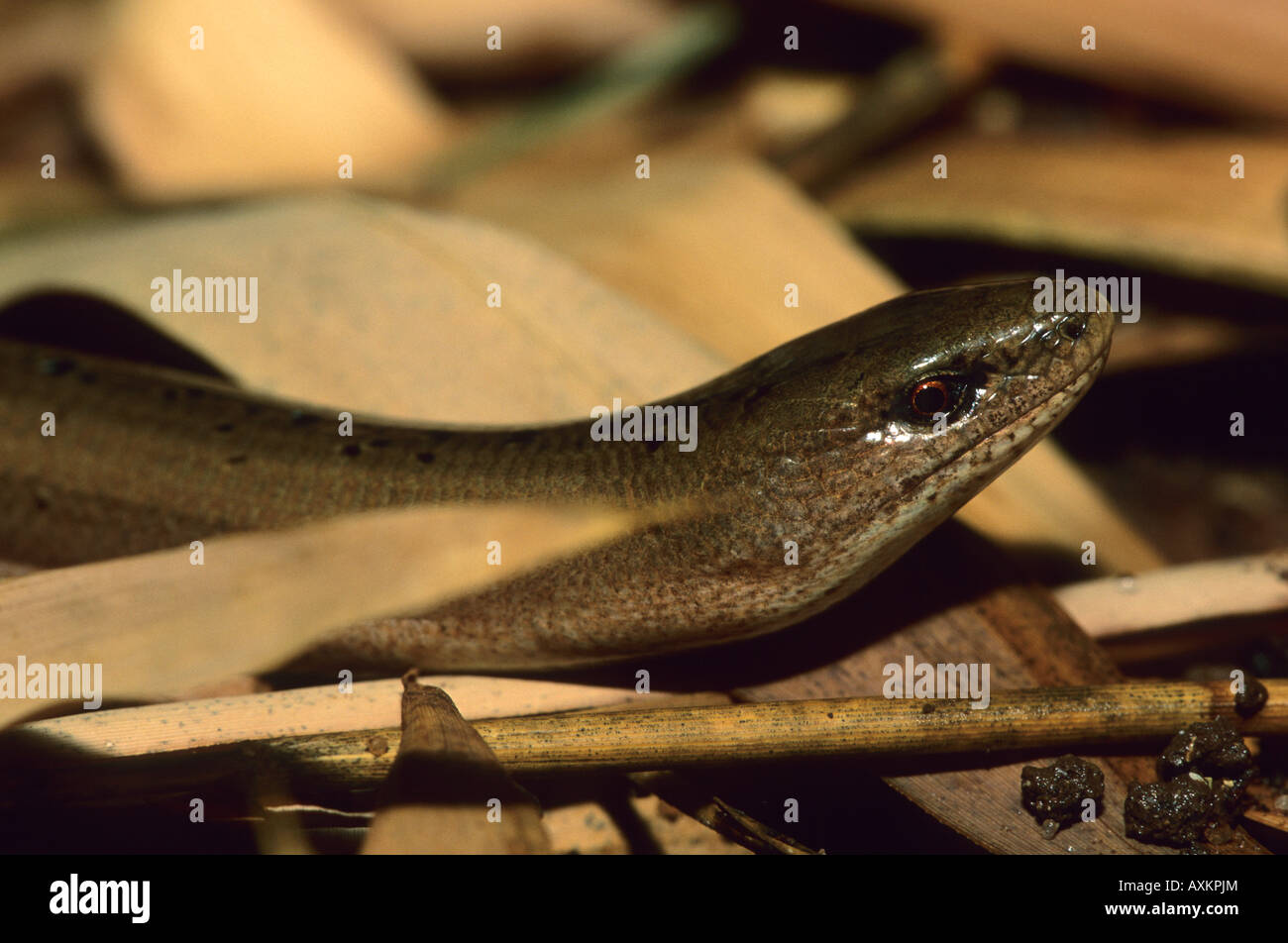 Moroccan glass lizard Ophisaurus koellikeri Daourat Morocco Stock Photo ...