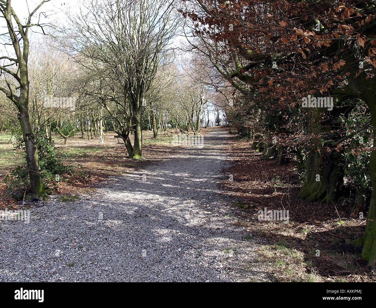 a woodland track at tansley,matlock,derbyshire,england Stock Photo - Alamy
