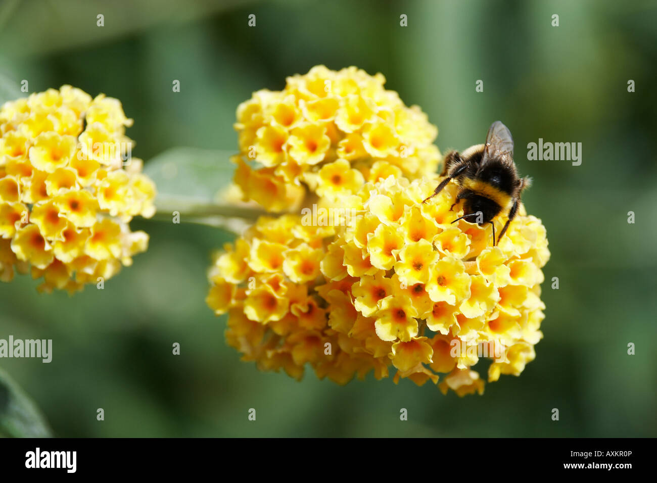 Butterfly buddleja globosa hi-res stock photography and images - Alamy