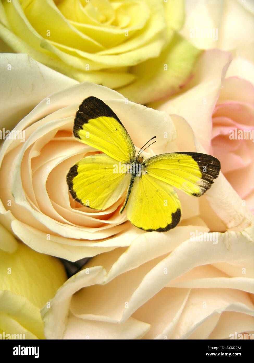 Yellow Butterfly on Roses Stock Photo - Alamy