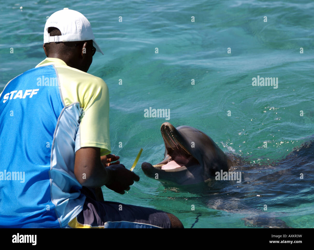 dolphin and trainer, Anthony's Key Dive Resort, Roatan, Honduras Stock ...