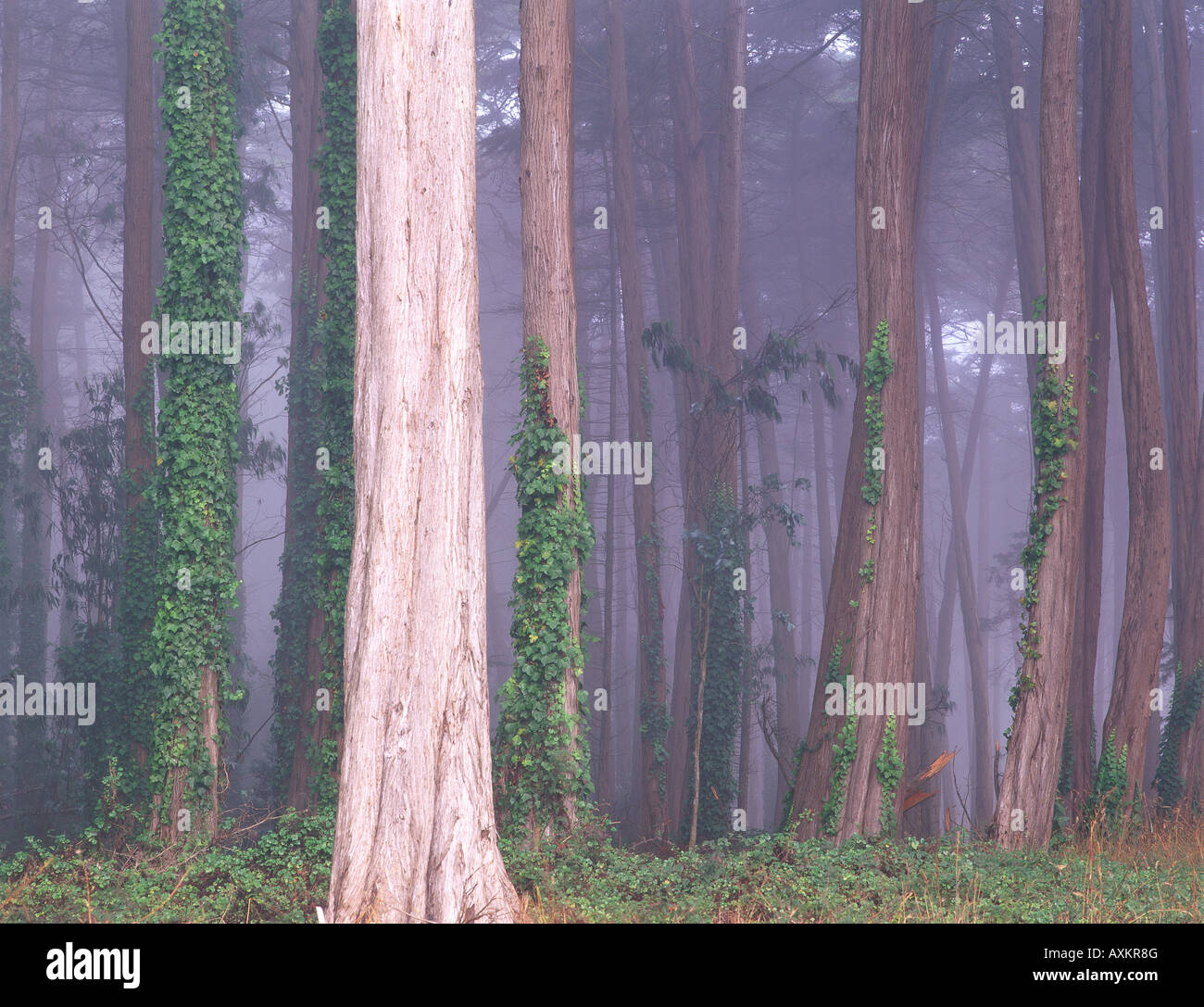 Vine covered trees in the fog Stock Photo - Alamy