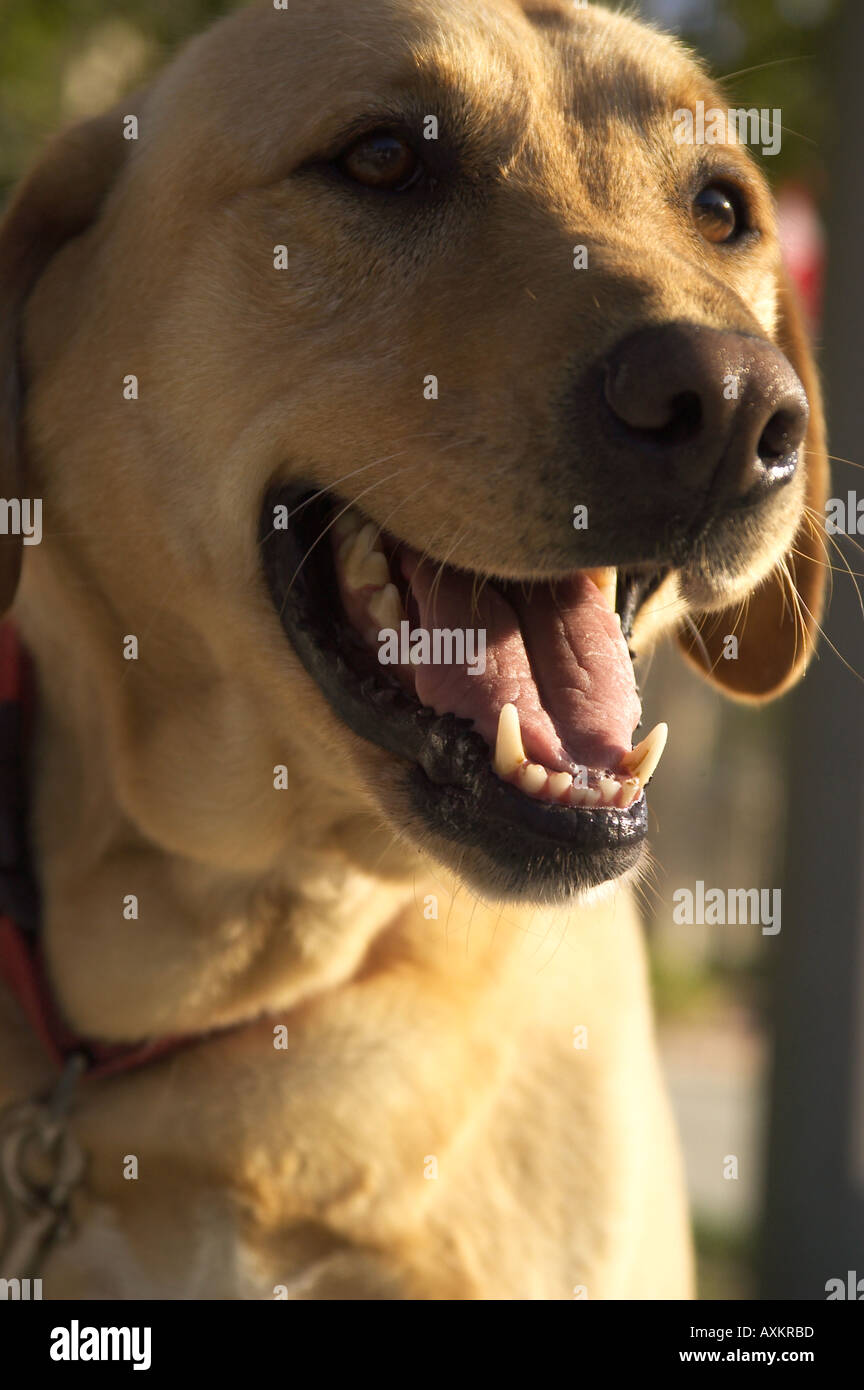 Golden labrador smiling hi-res stock photography and images - Alamy