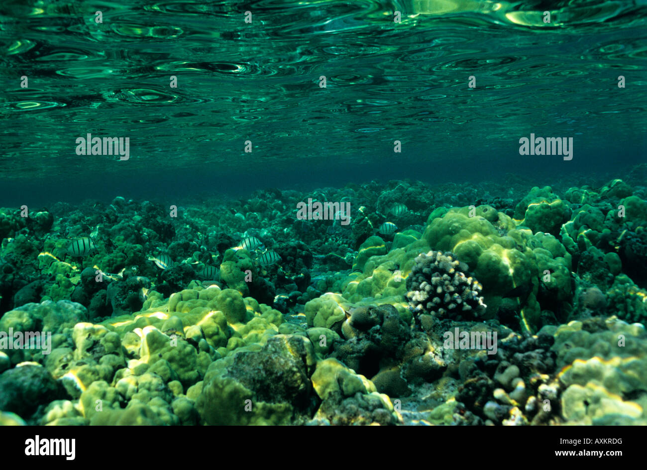 Coral reef, Hawaii Stock Photo - Alamy
