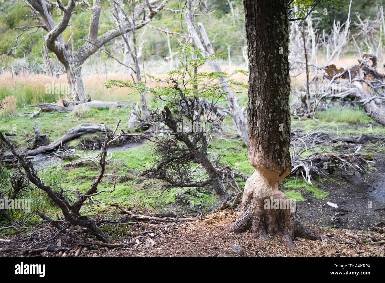 tree almost cut by beaver, Feuerland, Tierra del Fuego, Argentina Stock ...