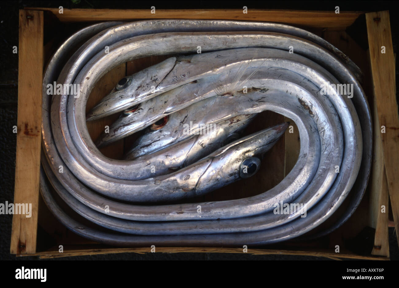 Flat fishes hi-res stock photography and images - Alamy