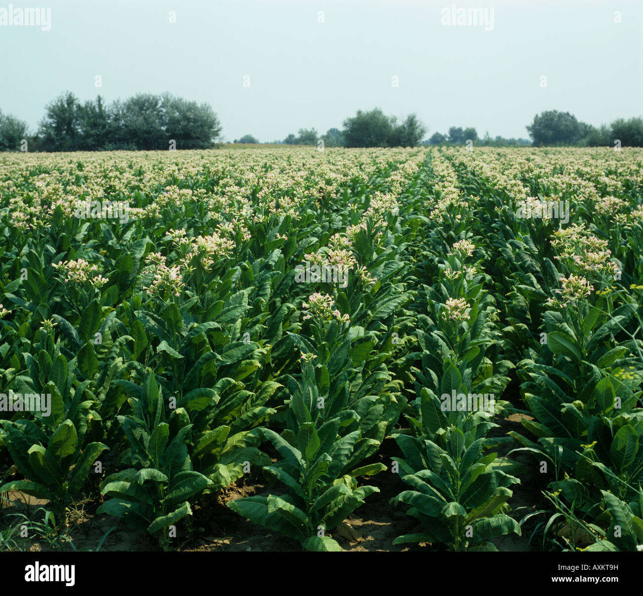 Tobacco crop hi-res stock photography and images - Alamy