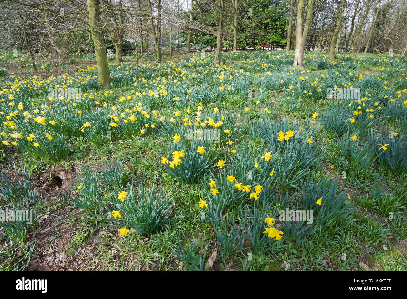 Yellow daffodil wild flowers growing wild in the countryside Stock ...