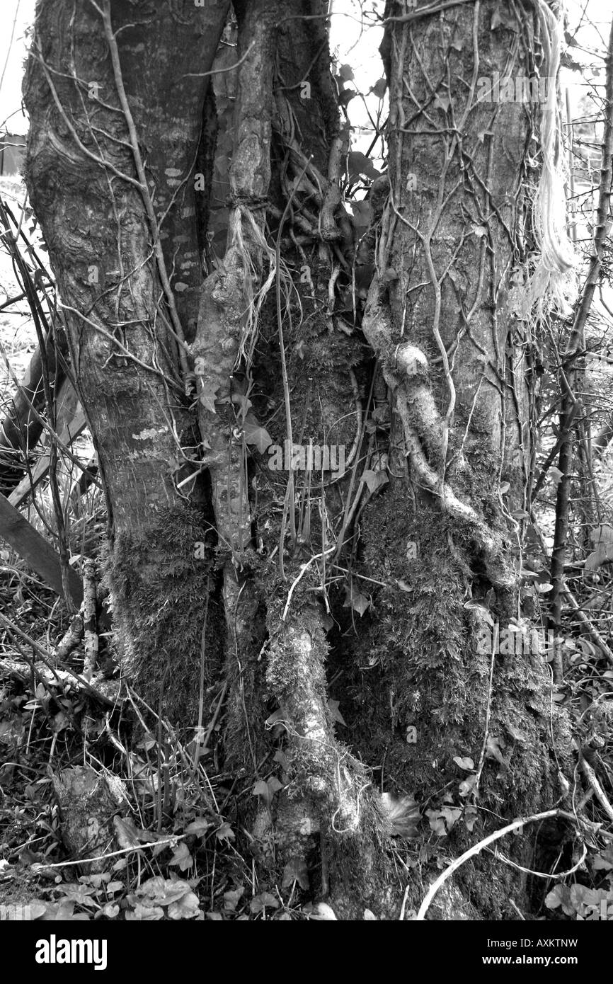 Tree choked by ivy hi-res stock photography and images - Alamy