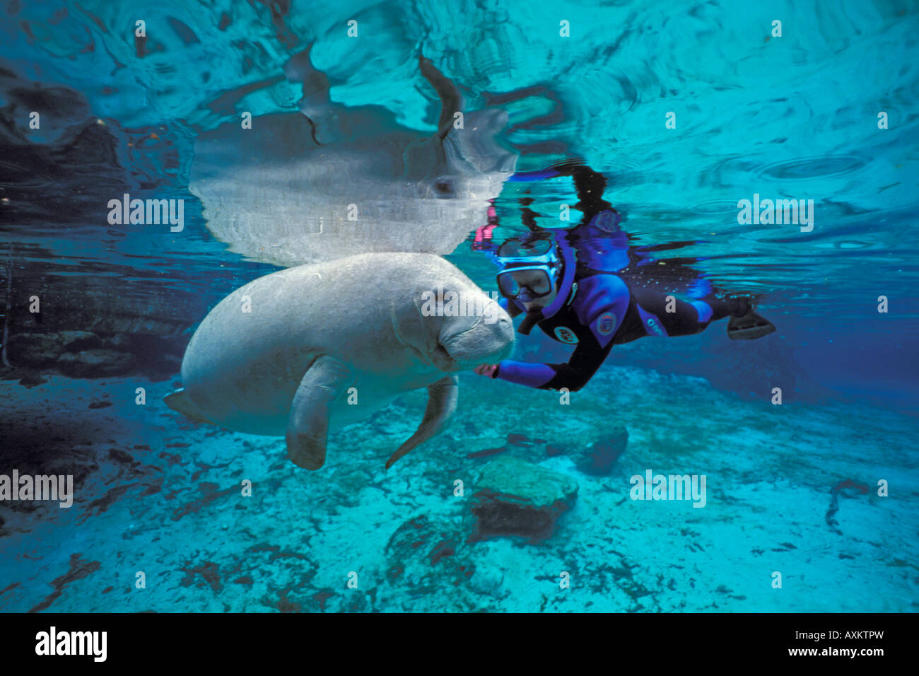Manatees diving hi-res stock photography and images - Alamy