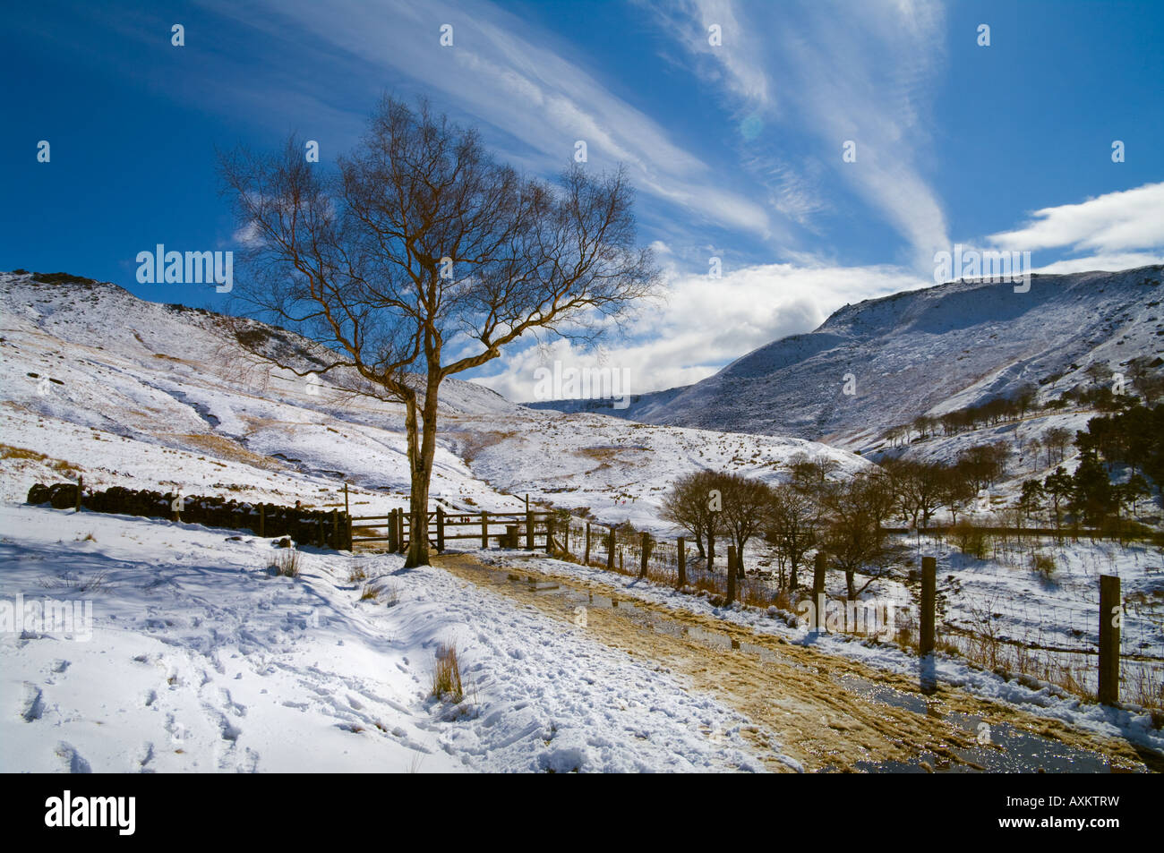 Birch tree in snow against blue sky in the Pennines, Yorkshire ...