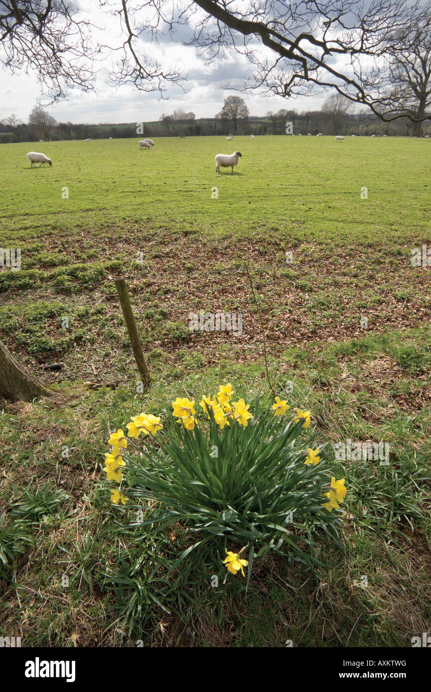 Yellow daffodil wild flowers growing wild in the countryside Stock ...