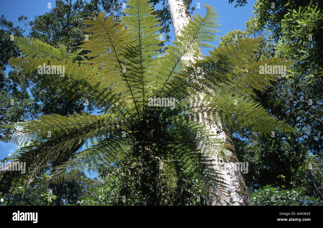 Kauri leaves hi-res stock photography and images - Alamy