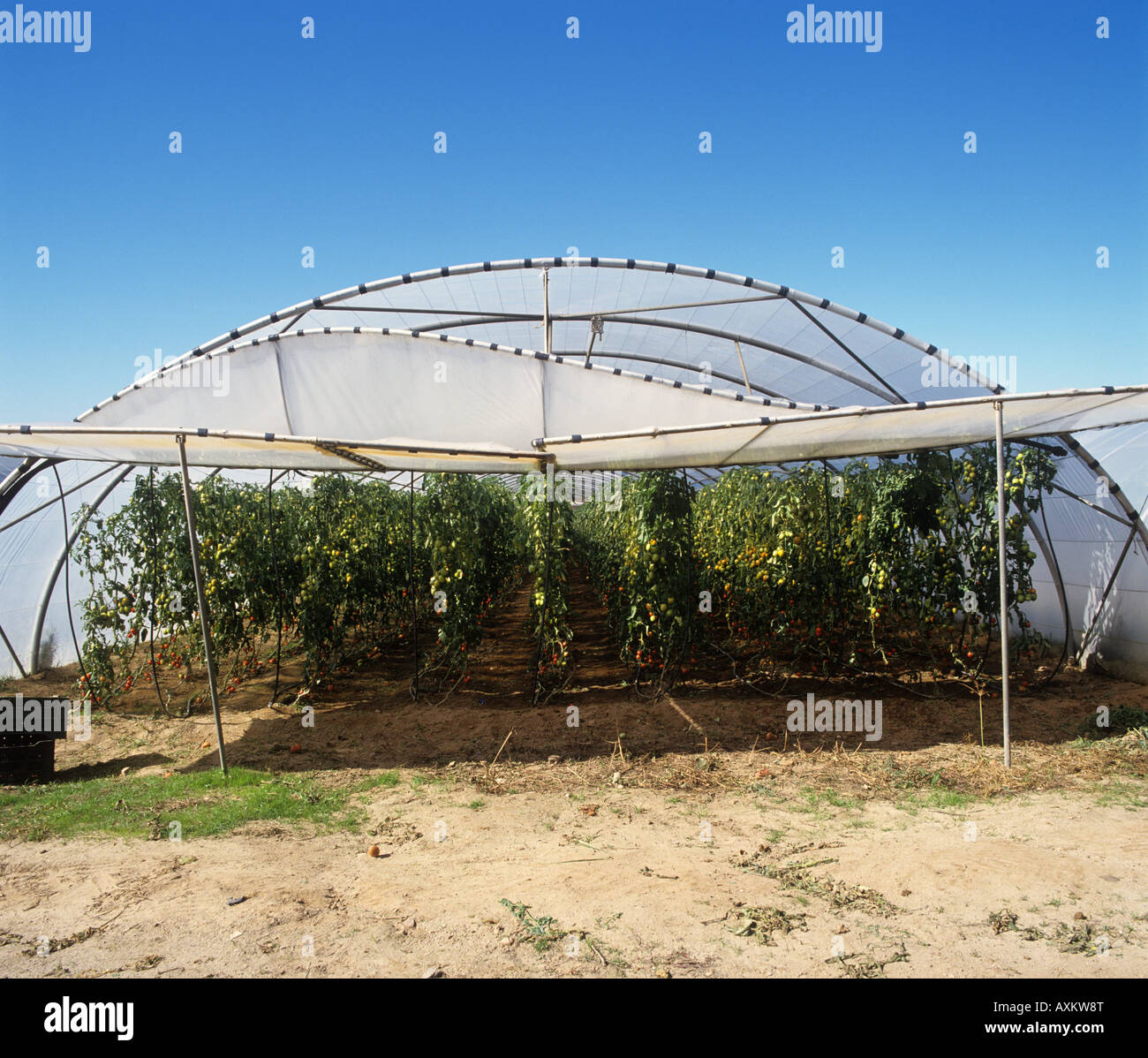 Polythene house with front raised to show mature tomato crop grown ...