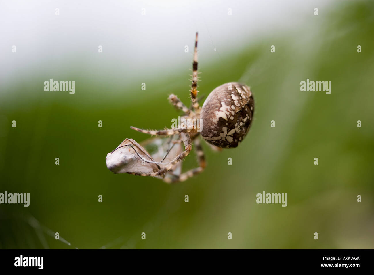 A garden spider in my garden, wrapping up his dinner, a crane fly, in ...
