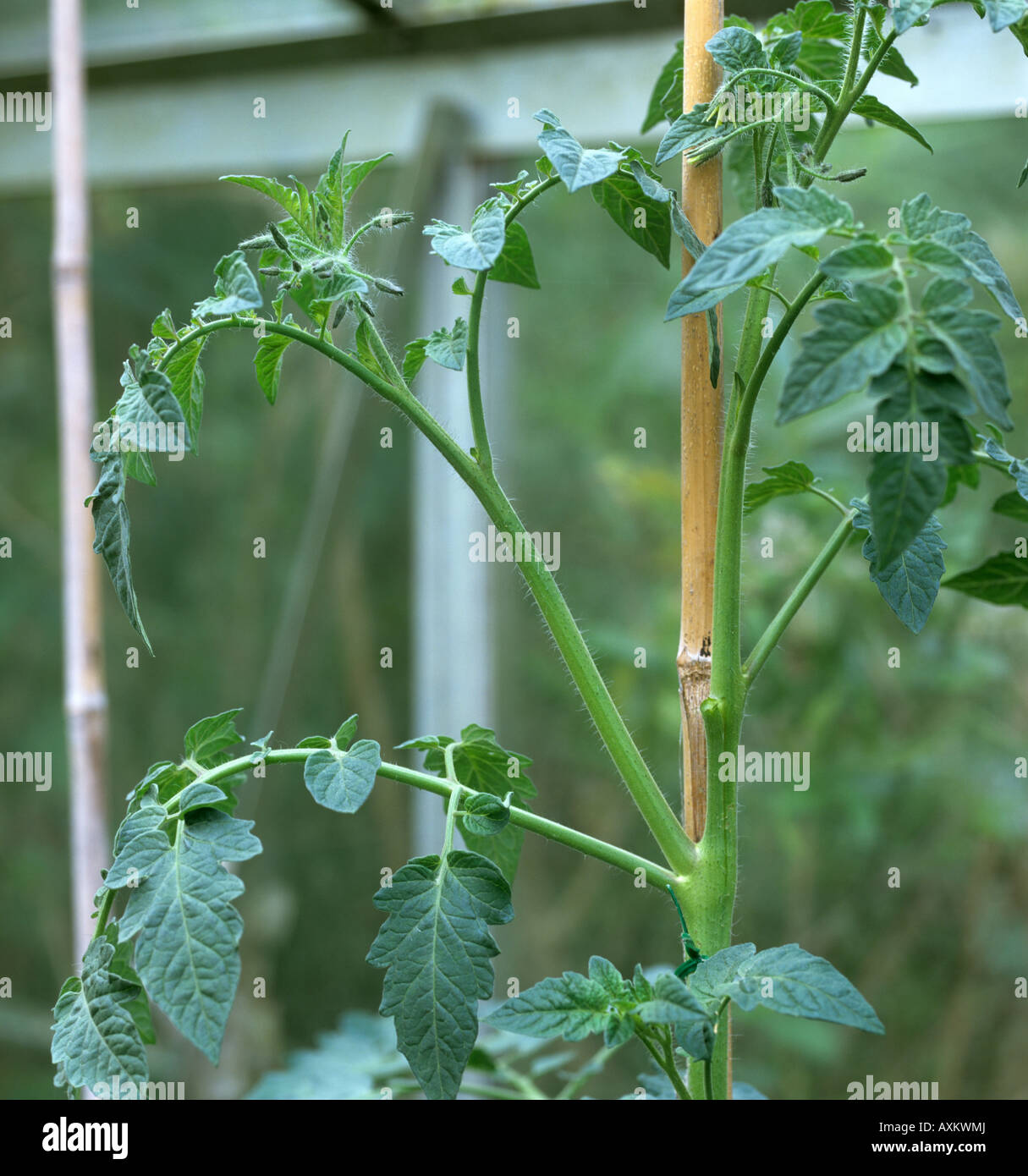 Axial shoot from a tomato vine developing between the leaf petiole and ...