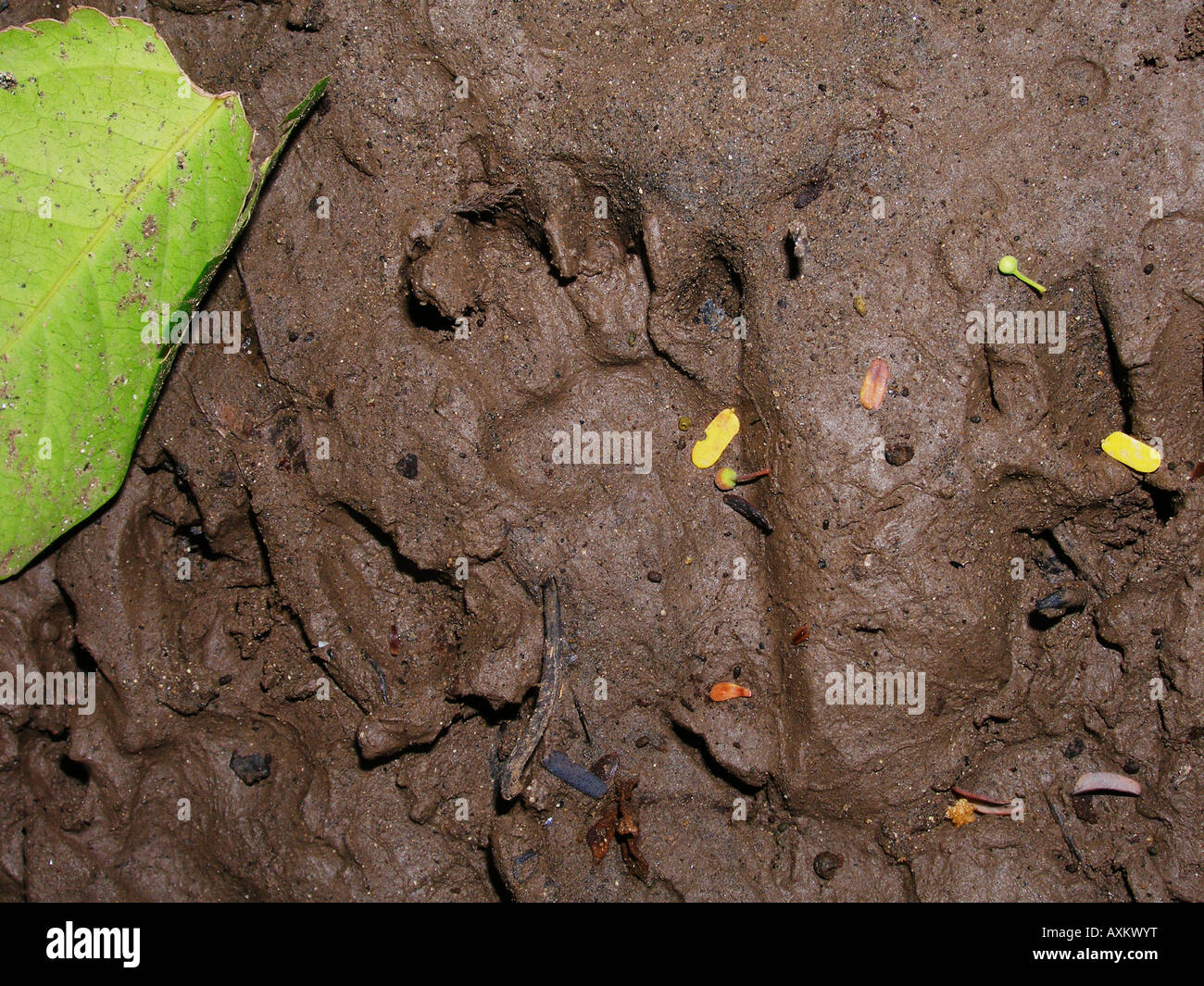 Long tailed macaque footprint, Bali Barat National Park, Indonesia ...