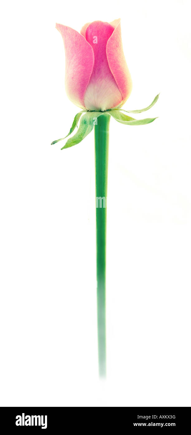 Portrait of a single rose Stock Photo - Alamy