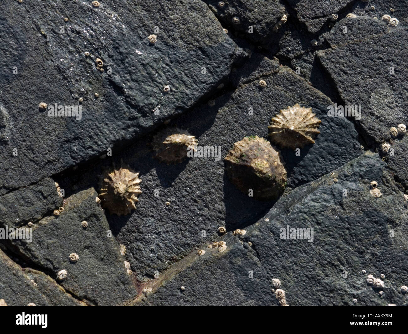Limpets on rocks Stock Photo - Alamy