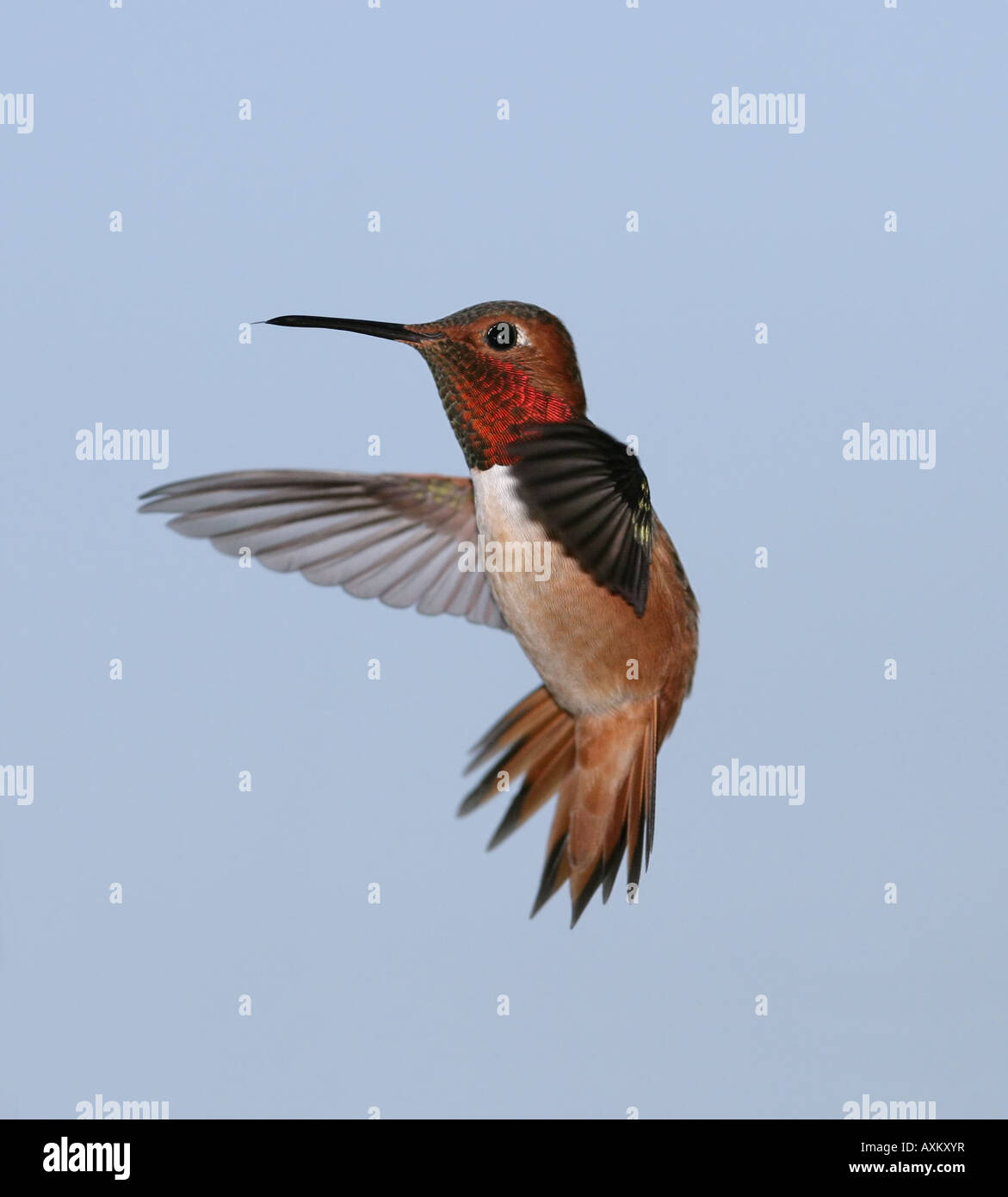 Allens hummingbird hi-res stock photography and images - Alamy