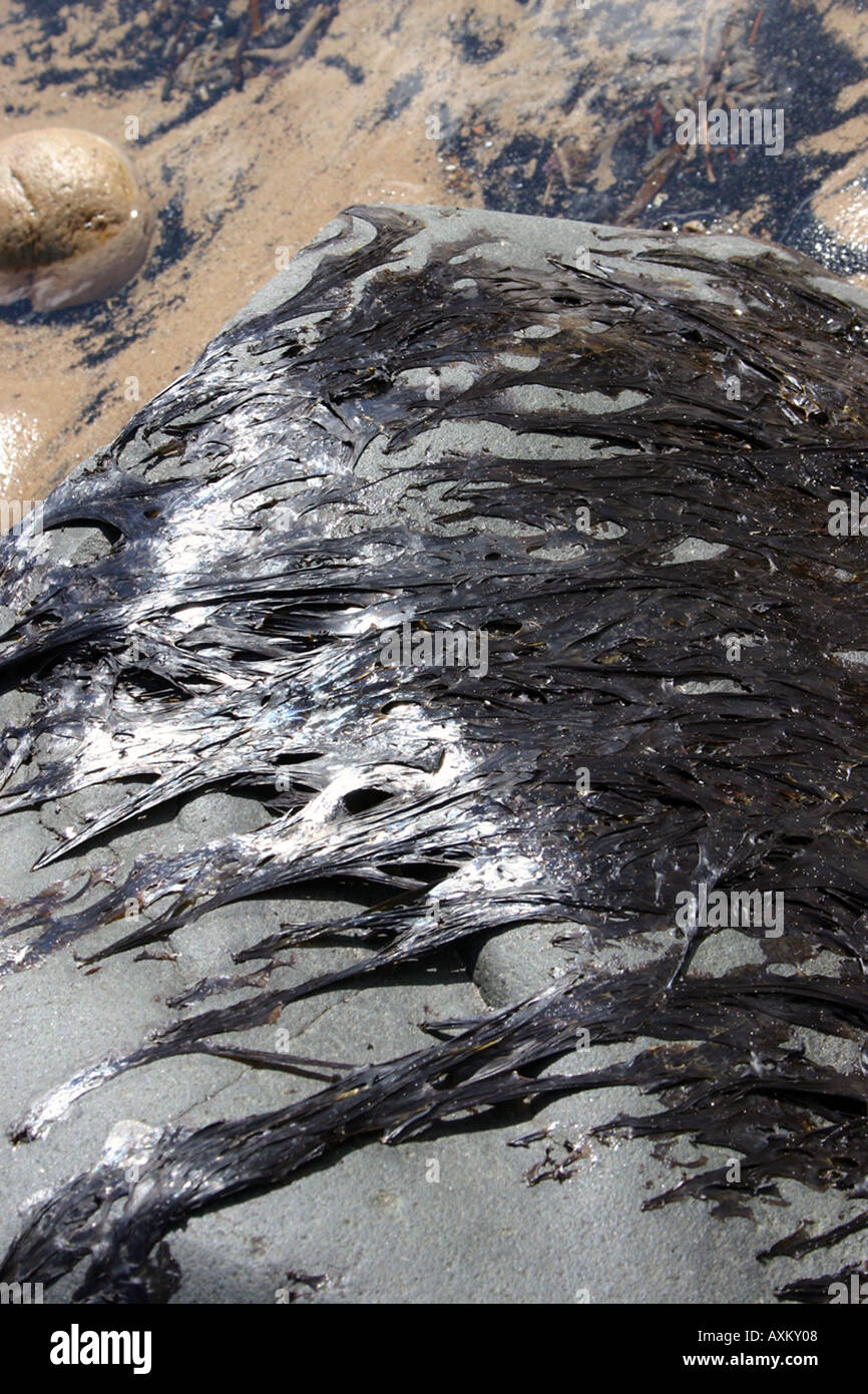 Sand biotopes hi-res stock photography and images - Alamy
