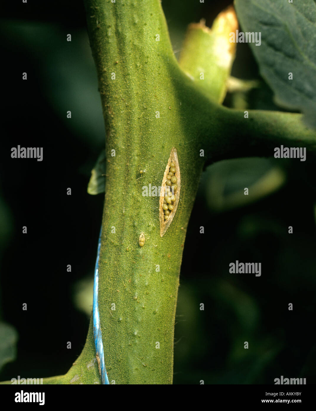 Corrugata hi-res stock photography and images - Alamy