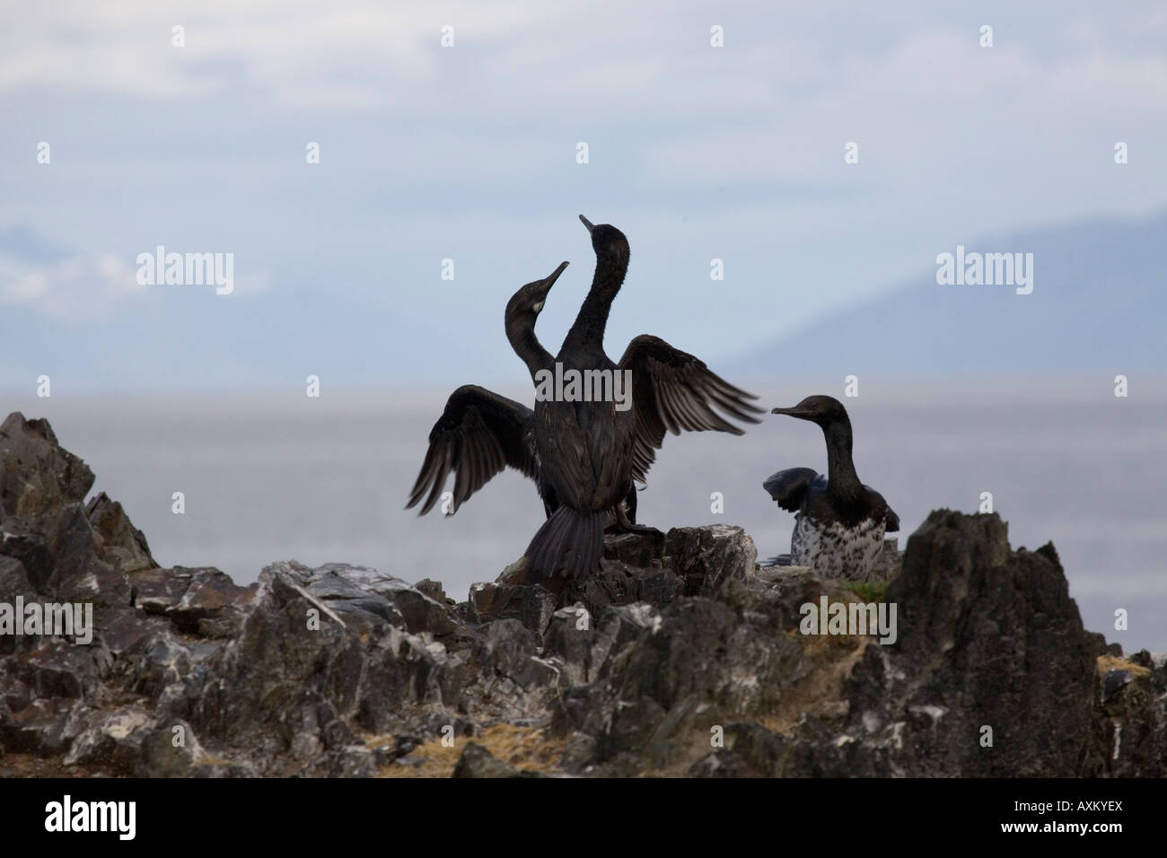 Felsenscharbe Felsenkormoran Cormoran roquero Rock cormorant ...