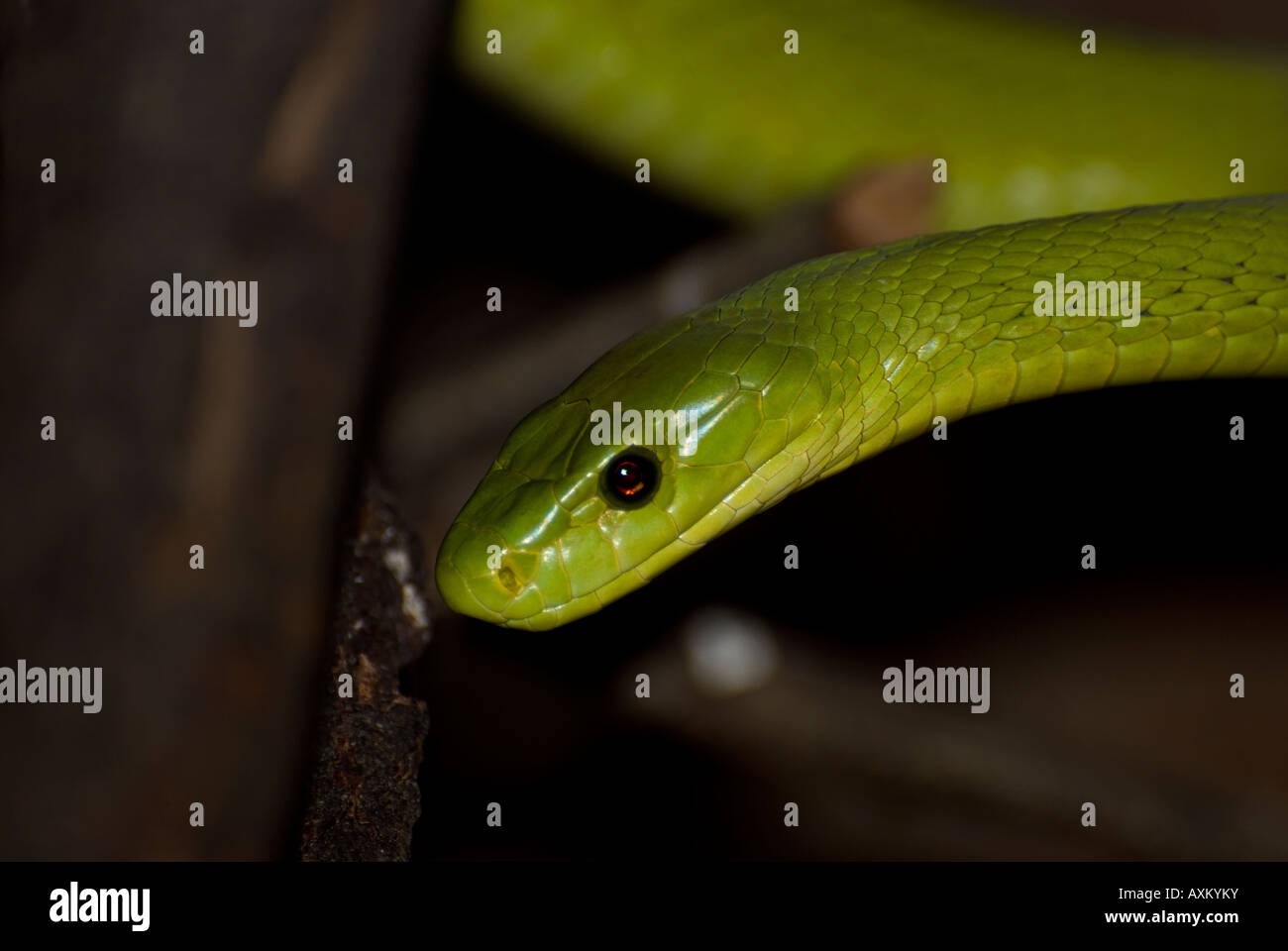 Green mamba on a tree branch Stock Photo - Alamy