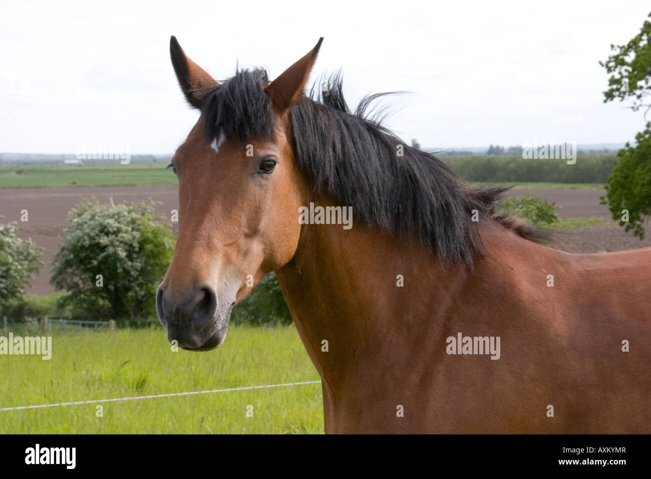 Half-length unbridled horse portrait Stock Photo - Alamy