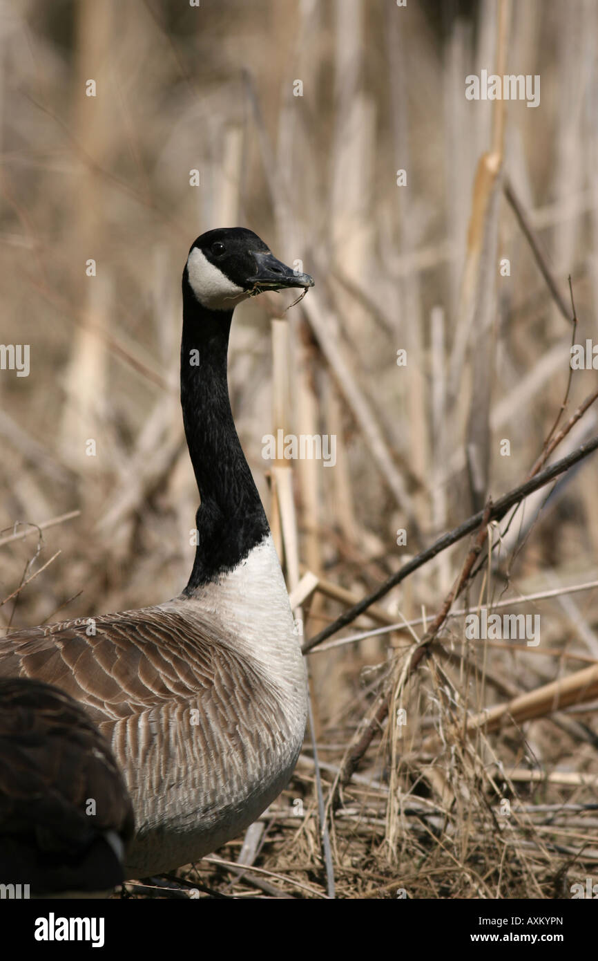 Canada Goose in spring Stock Photo - Alamy