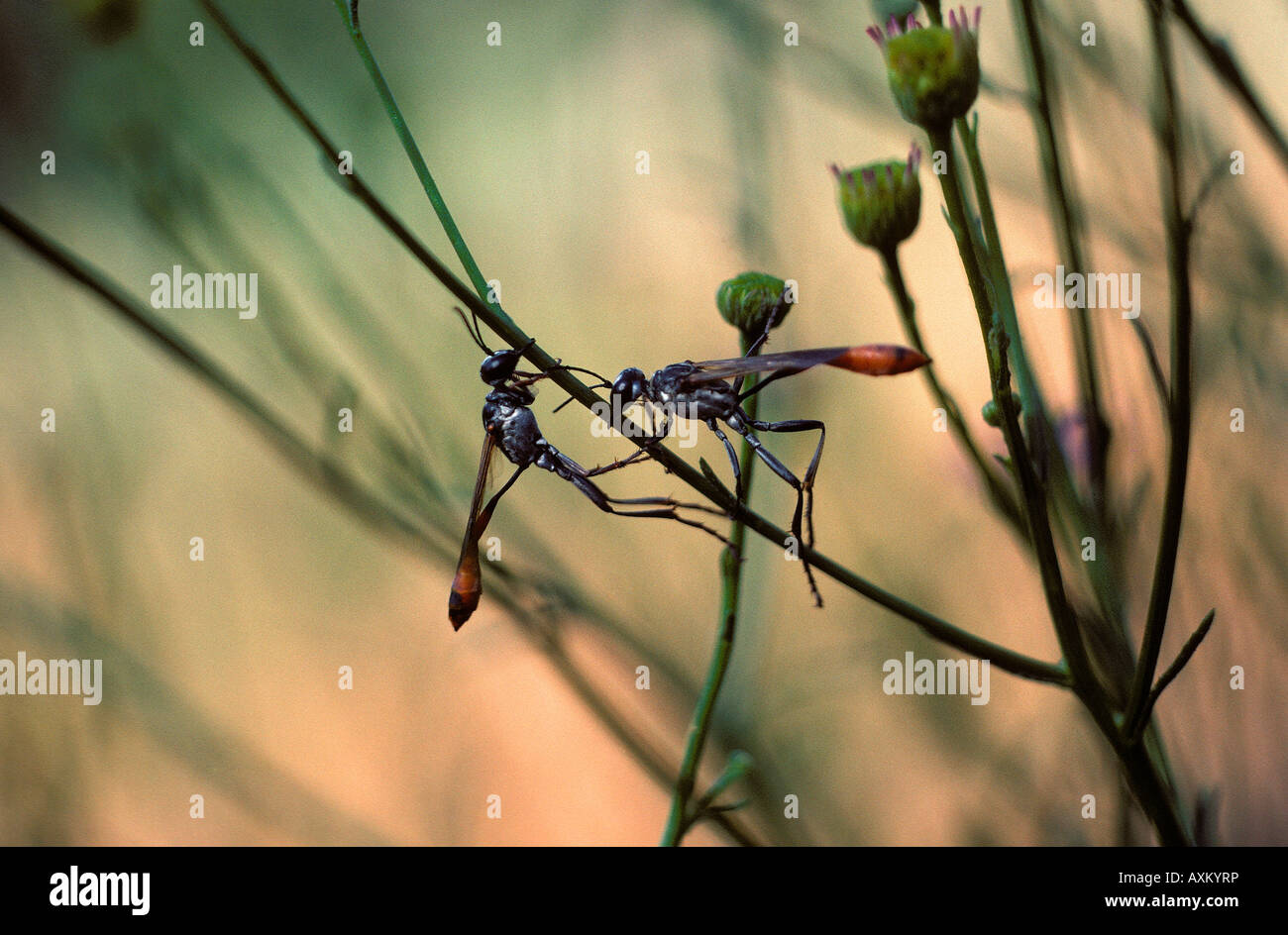 Western Hunting Wasps Palmodes laeviventris photographed at Mt Pinos ...