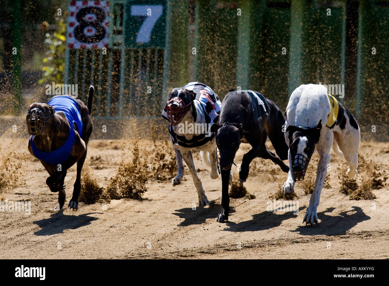Greyhound race hi-res stock photography and images - Alamy