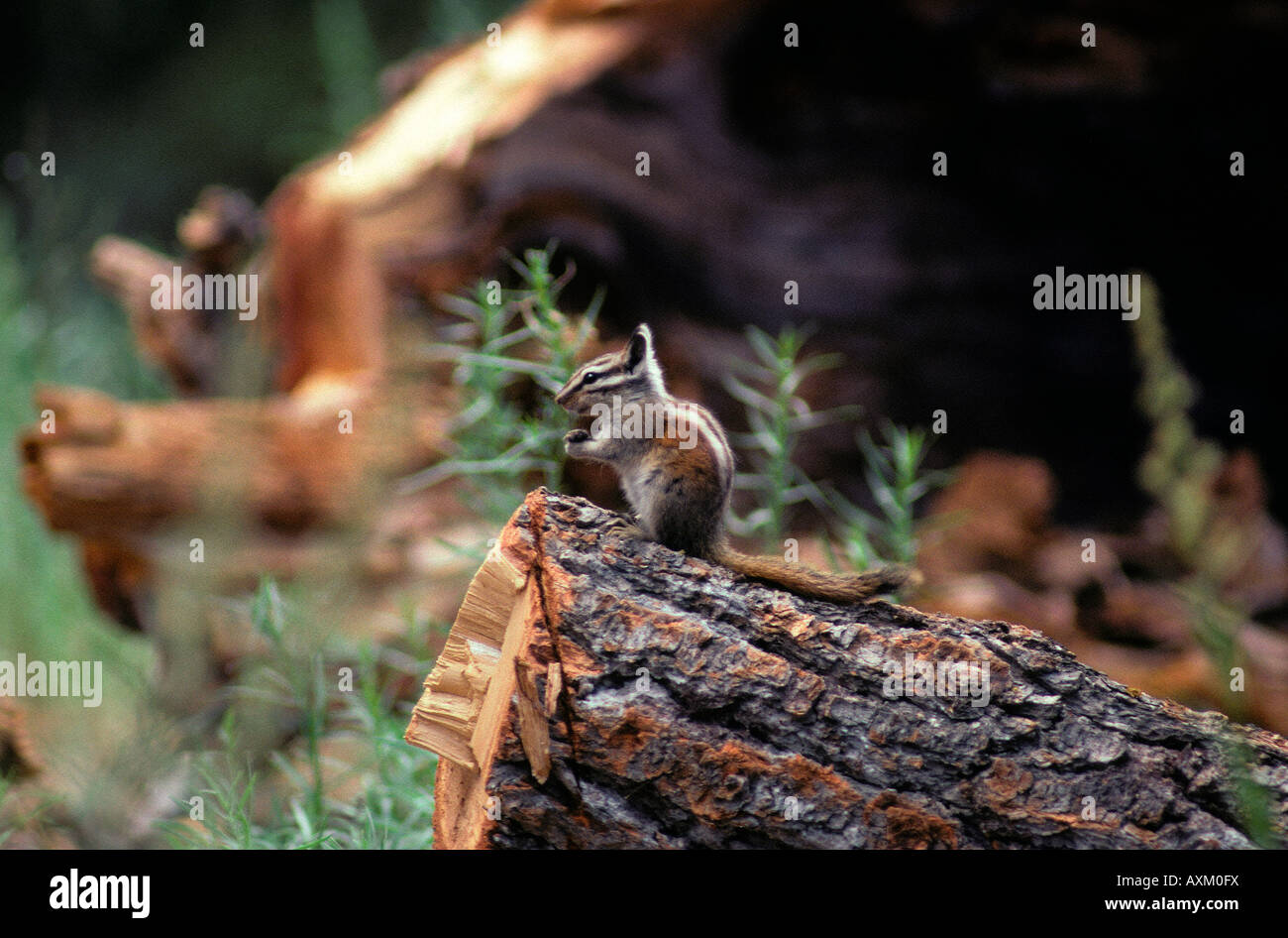 Merriam's Chipmunk photographed at Mt Pinos California Stock Photo - Alamy
