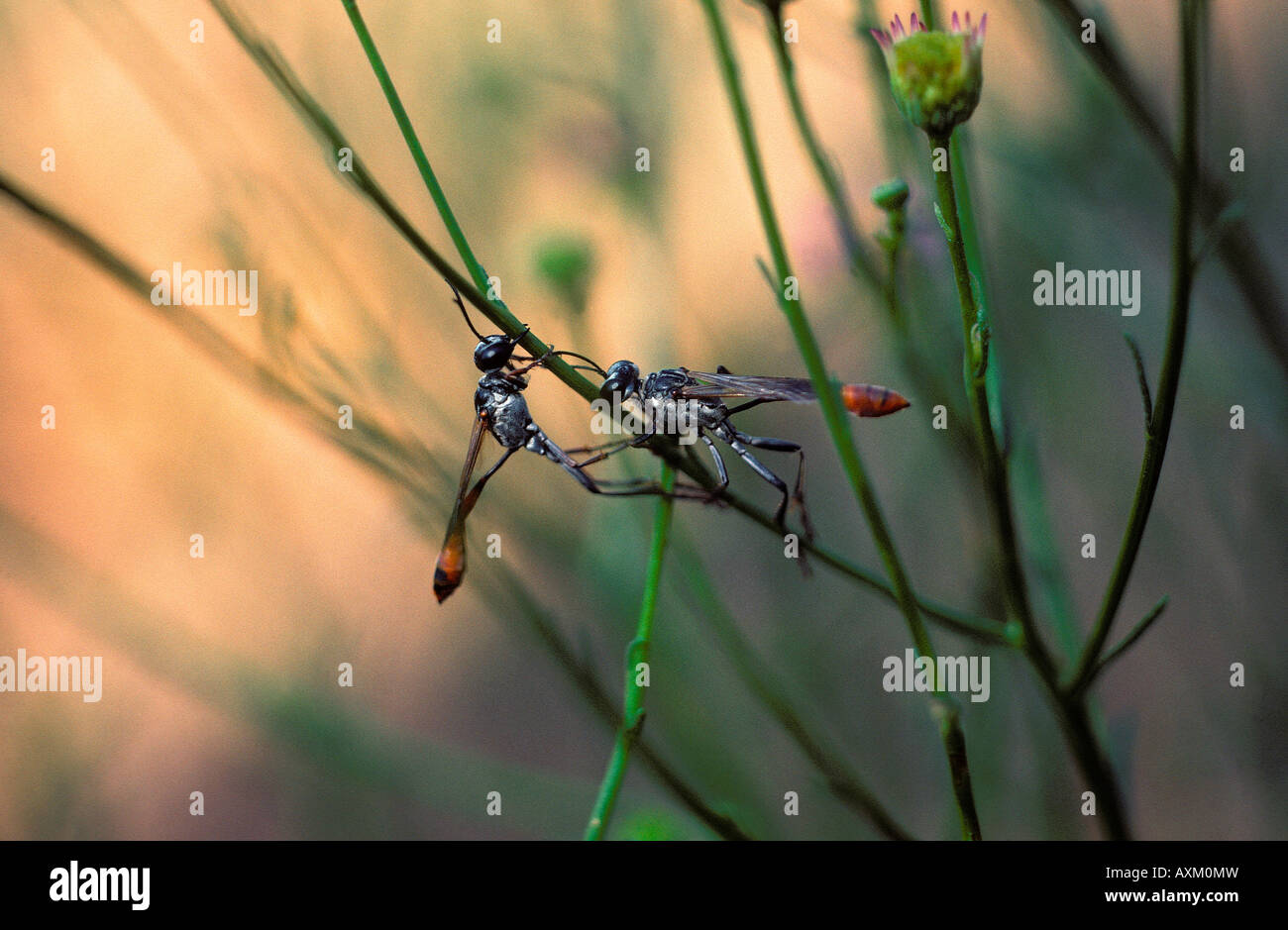 Western Hunting Wasps Palmodes laeviventris photographed at Mt. Pinos ...