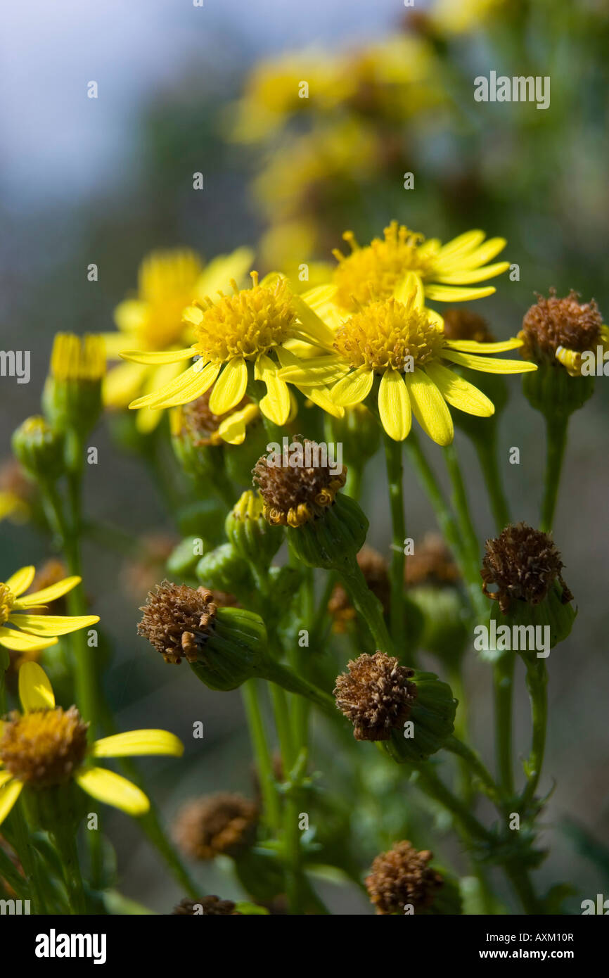 Senecio jacobea hi-res stock photography and images - Alamy