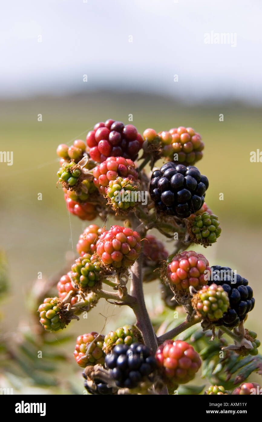 Blackberries (or "bramble rasberry") growing wild in English ...