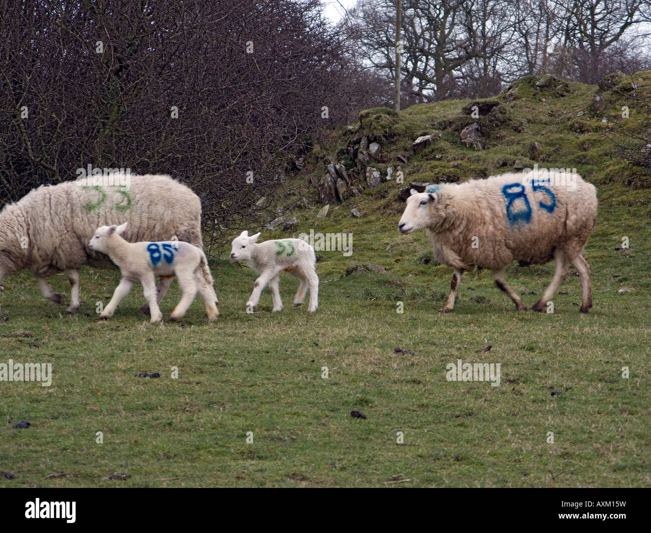 Lambing uk hi-res stock photography and images - Alamy